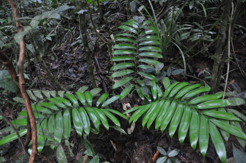 Zamia stevensonii_百度百科