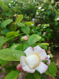 Lecythis lurida_百度百科