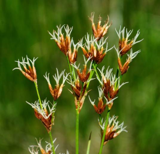 Cladium mariscoides_百度百科
