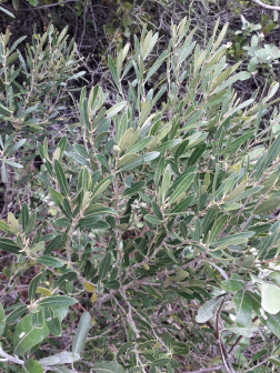 Olea exasperata_百度百科