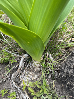Drimia capensis_百度百科