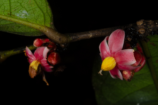 Sirdavidia solannona_百度百科