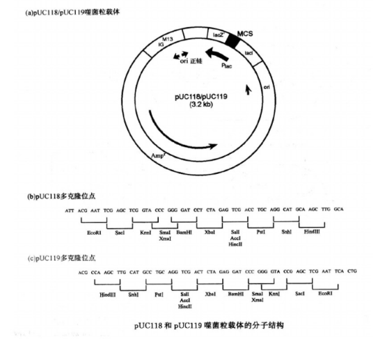 噬菌粒_百度百科