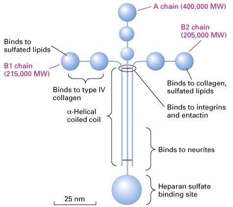 RGD序列_百度百科