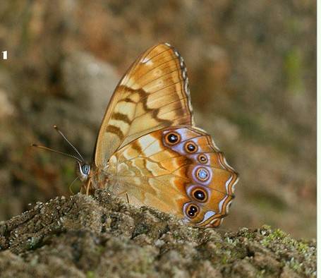 蟠纹黛眼蝶_百度百科