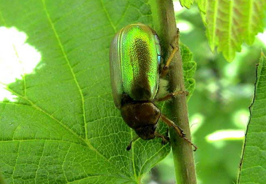 苹毛丽金龟甲_百度百科