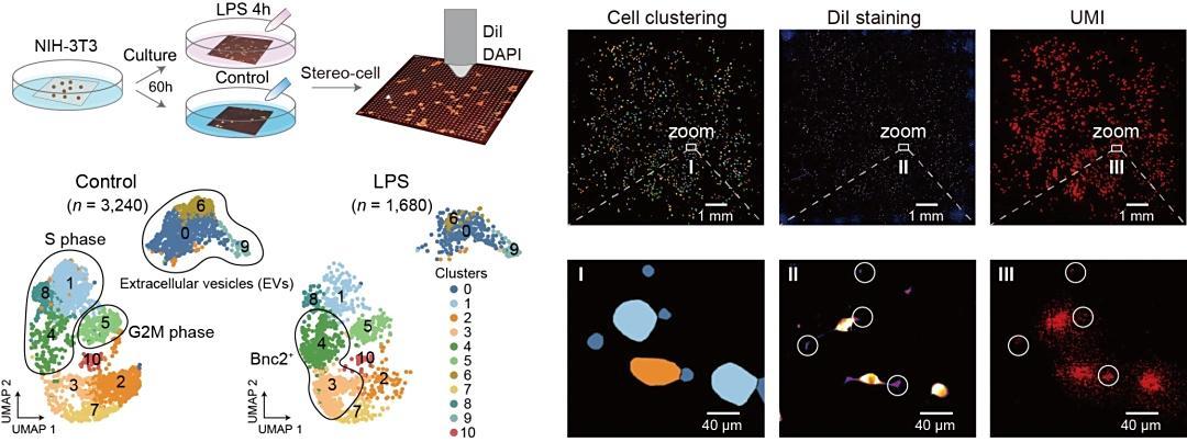 Stereo-cell_百度百科