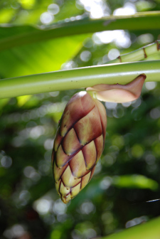 Musa textilis_百度百科