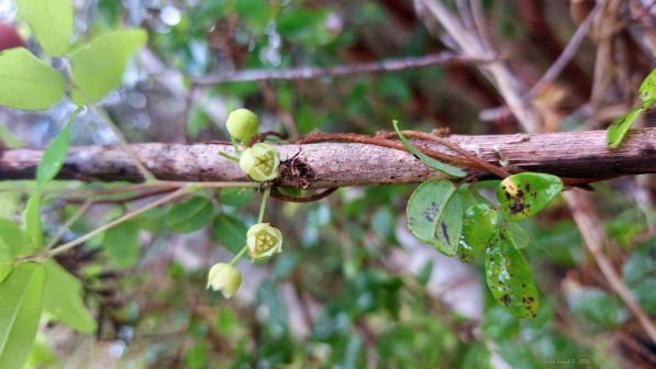 Boquila trifoliolata_百度百科