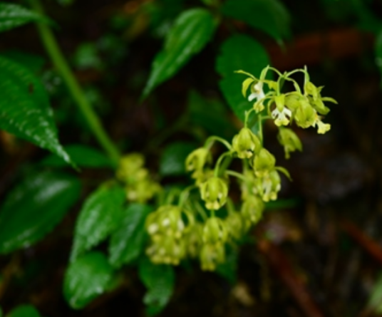 截帽虾脊兰_百度百科