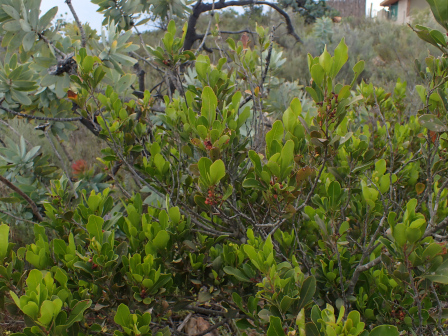 Searsia lucida_百度百科