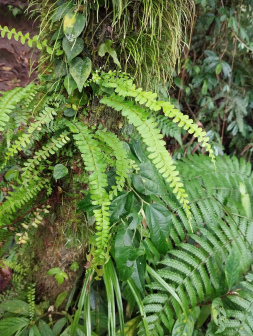 Lindsaea regularis_百度百科