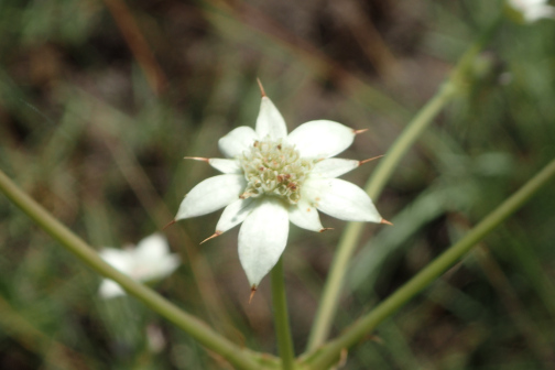 Alepidea longeciliata_百度百科