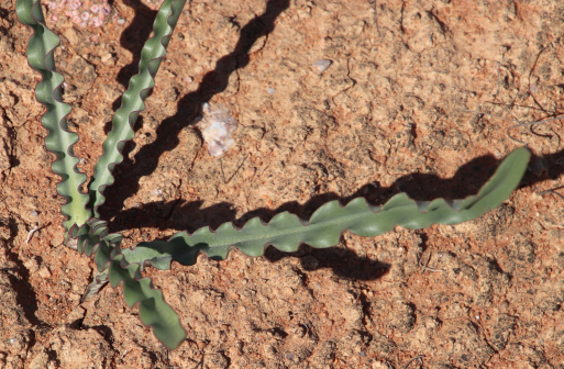 Haemanthus crispus_百度百科
