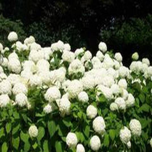 Hydrangea arborescens 'Grandiflora'_百度百科