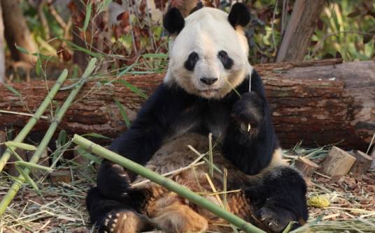 大熊猫阿宝（2010年出生于西班牙马德里的大熊猫）_百度百科