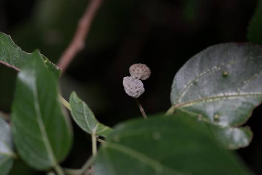 Pipturus argenteus_百度百科