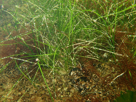 Zostera noltii_百度百科
