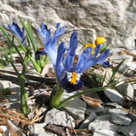 Iris reticulata 'Gordon'_百度百科