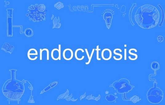 endocytosis_百度百科
