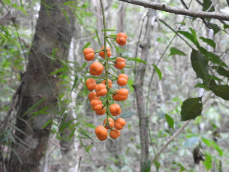 Picramnia ramiflora_百度百科