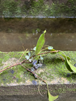 Terminalia acuminata_百度百科