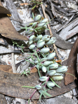 Homoranthus homoranthoides_百度百科