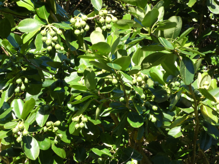 Fagraea berteroana_百度百科