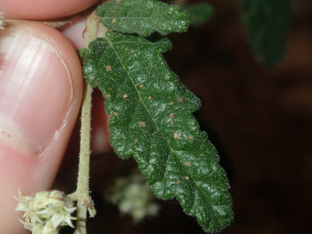 Commersonia borealis_百度百科