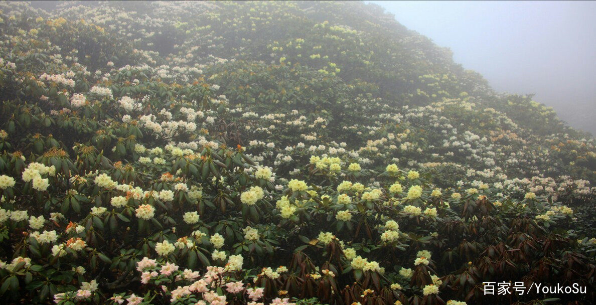 大理苍山迎来野生杜鹃花最佳观赏期！_百科TA说