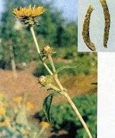 RADIX INULAE_百度百科