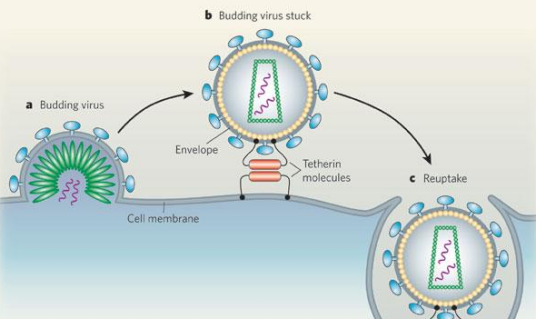tetherin_百度百科