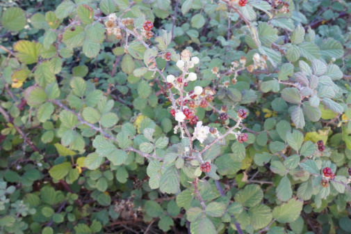 克里特悬钩子_百度百科