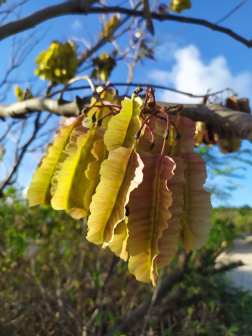 Piscidia carthagenensis_百度百科