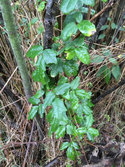 Boquila trifoliolata_百度百科