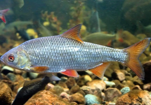 红眼鱼（雅罗鱼科红眼鱼属鱼类）_百度百科