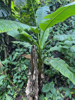 Musa textilis_百度百科