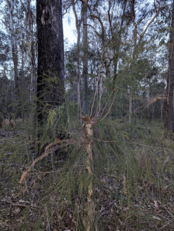 Melaleuca decora_百度百科