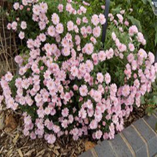 Chrysanthemum 'Fireworks Igloo'_百度百科