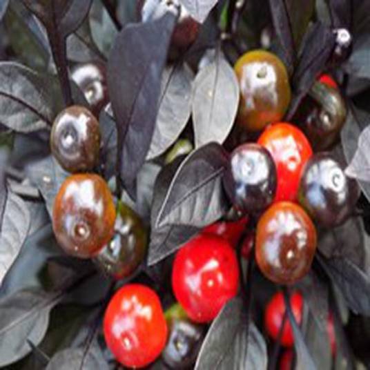 Capsicum annuum 'Onyx Red'_百度百科