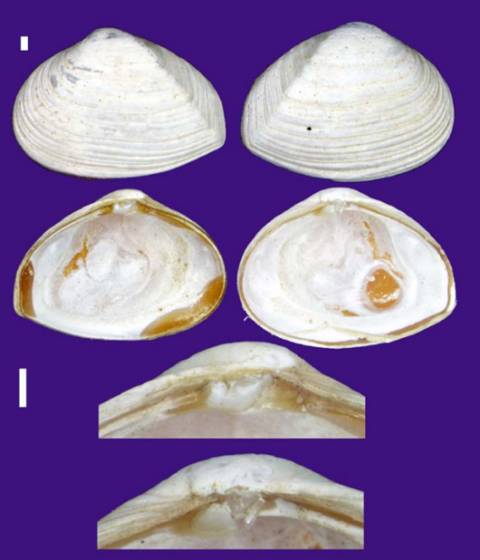 舟异篮蛤_百度百科