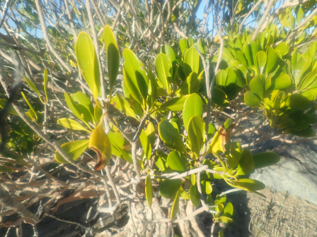 Ceriops australis_百度百科