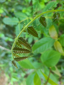 Comocladia glabra_百度百科