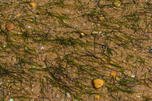 Zostera noltii_百度百科