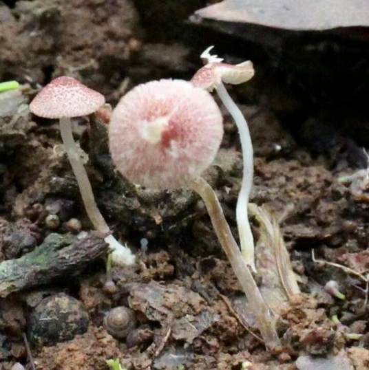 红鳞小蘑菇_百度百科