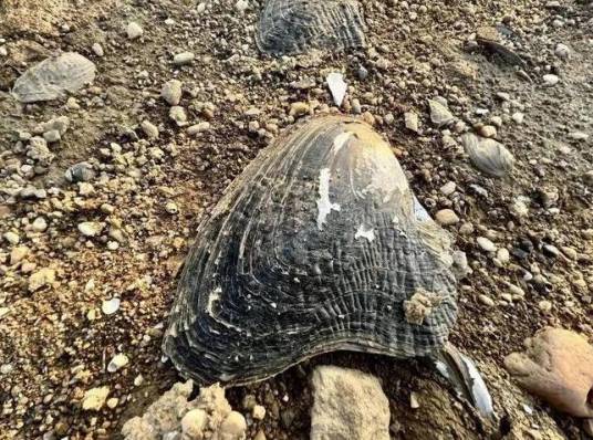 刻裂丽蚌_百度百科