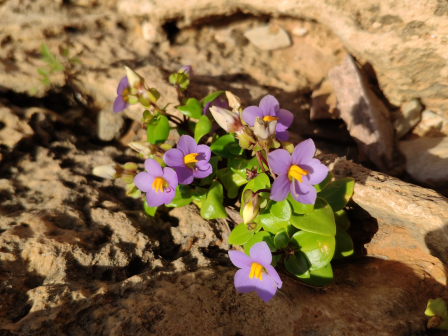 Exacum caeruleum_百度百科