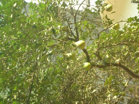 柚子树_百度百科