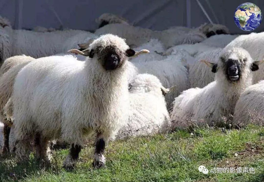 世界上长相最古怪的羊，浑身雪白脸部漆黑，这是在扮演包青天吗？_百科TA说