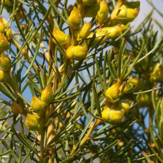 Cyclopia maculata_百度百科